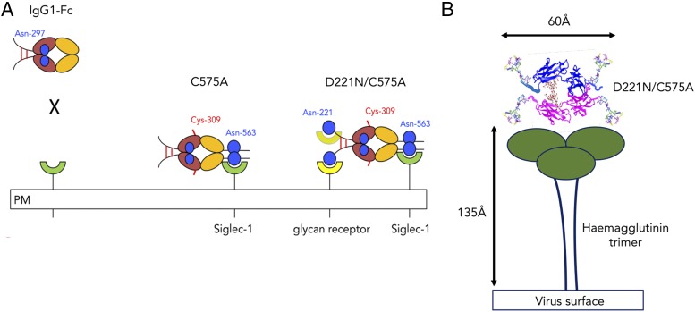 A new publication in the Journal of Immunology is highlighted in Nature ...